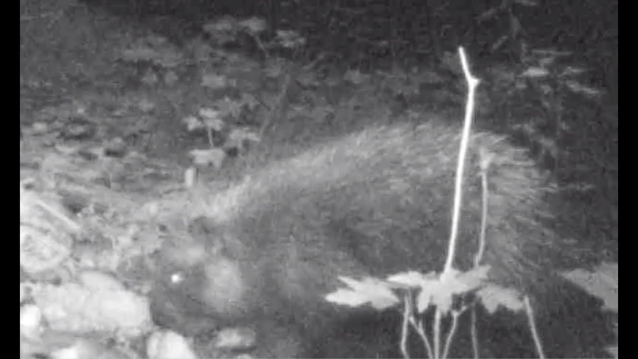 Compost Critters, Season 2, Episode 6 - YouTube