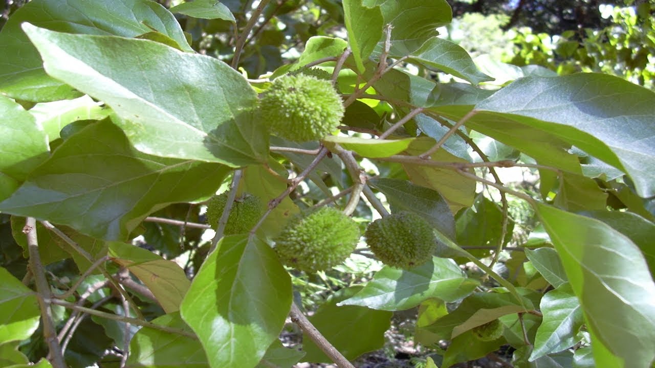 Propiedades Medicinales del Cupalchi beneficios para tu salud (Croton ...