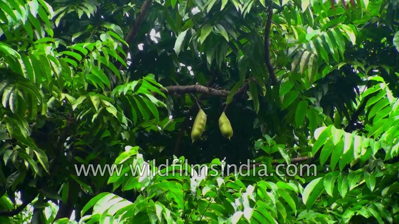 Castanospermum Australe or Morteton Bay Chestnut-The Lucky Bean - YouTube