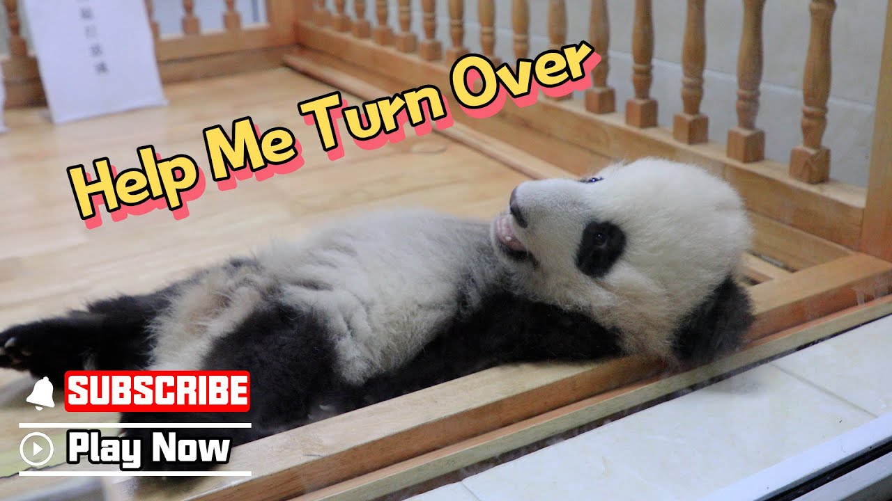 Panda Baby Can’t Turn Over? I Can Help! | iPanda - YouTube