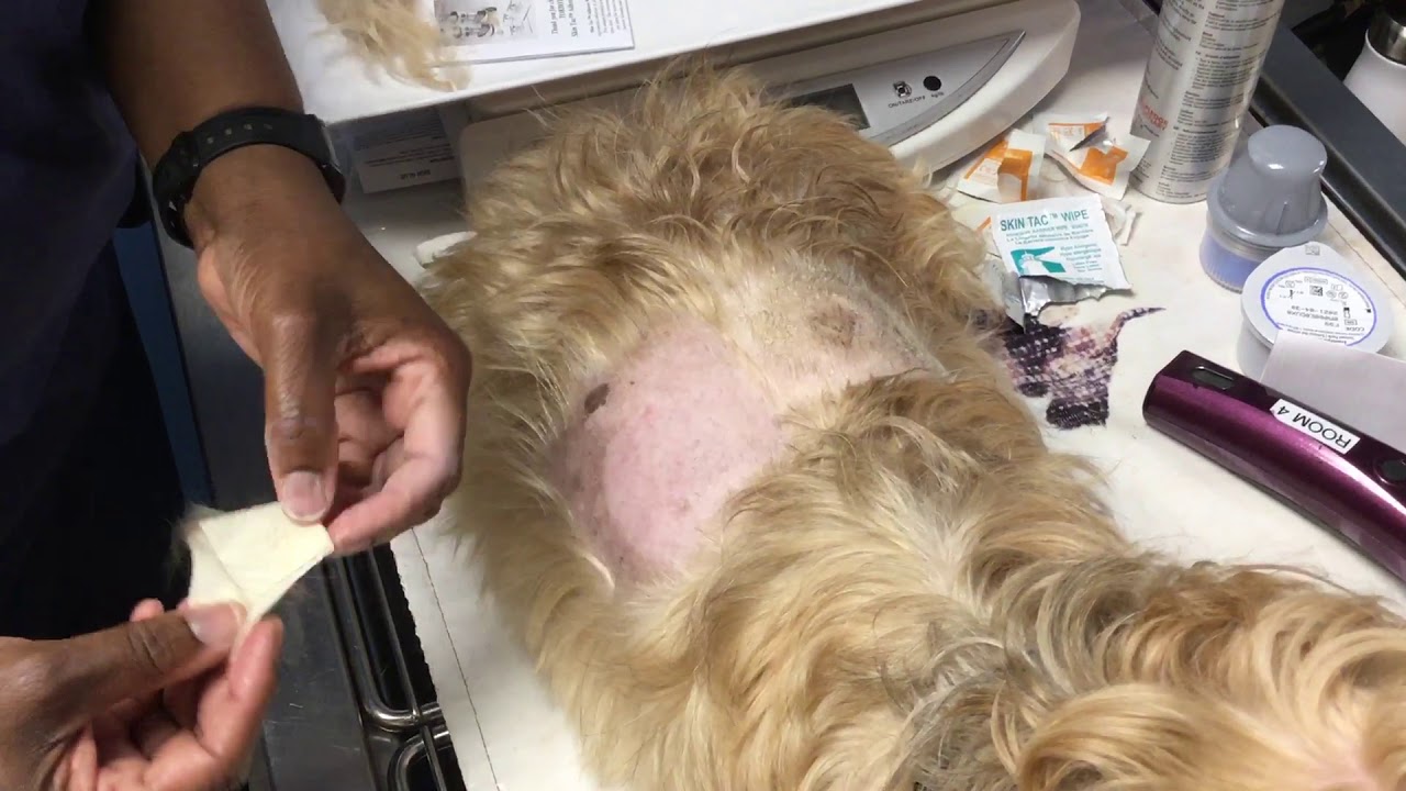 Applying a Freestyle Libre to a canine patient by Joyce at Clairmont ...