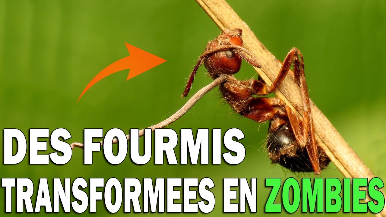 Le champignon qui TRANSFORME les fourmis en ZOMBIES - Cordyceps - YouTube