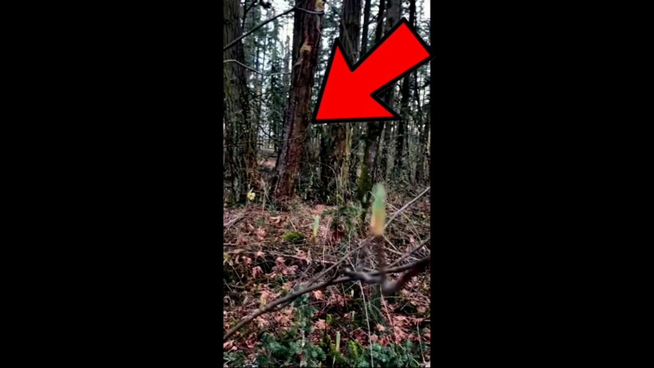 I captured unknown Creature in forest - YouTube