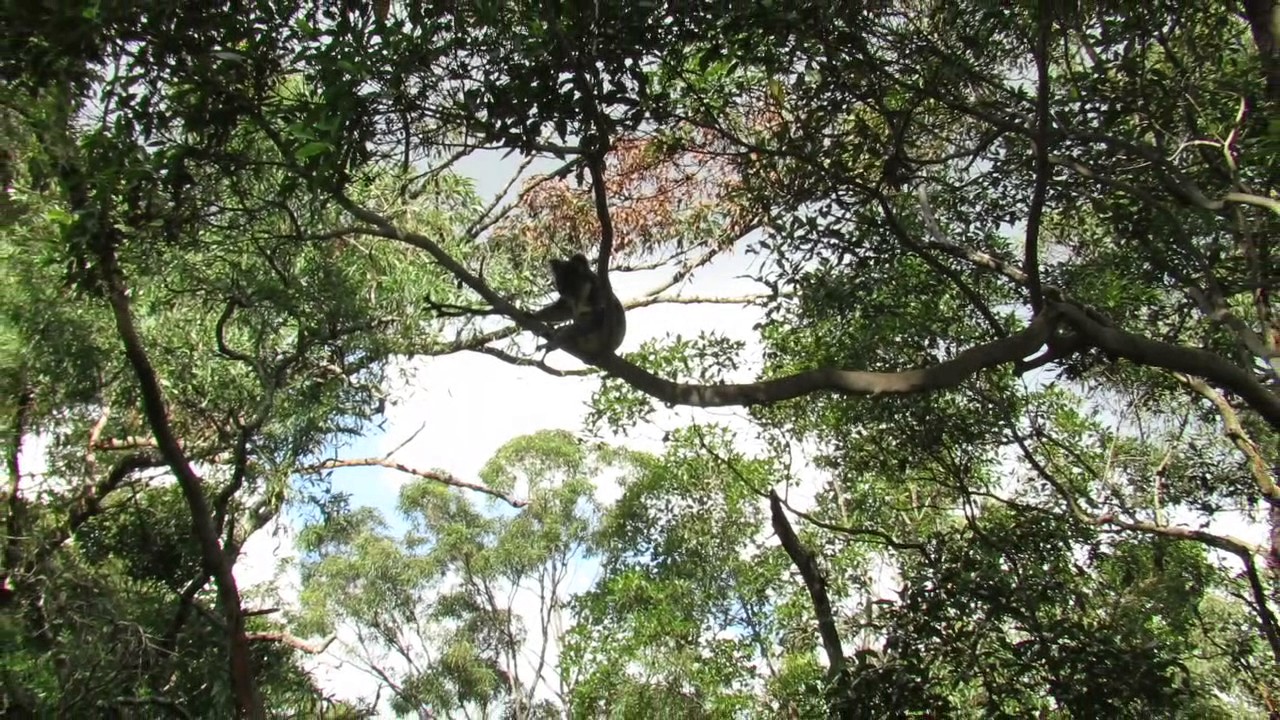 Alpha male koala - YouTube