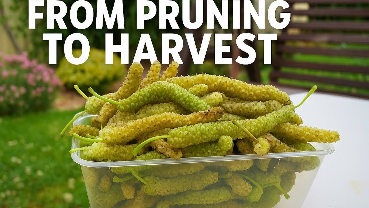 How to Prune White Shatoot King Shatoot Mulberry Tree for Maximum ...