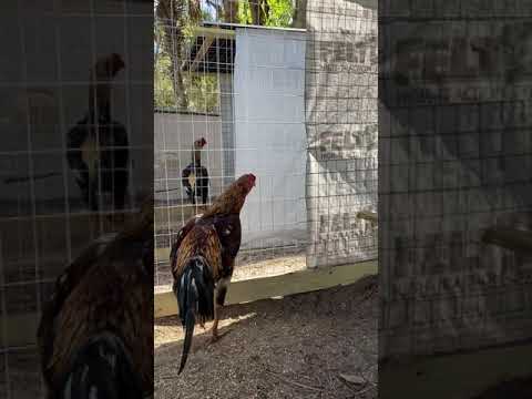 Asil Maley O-shamo aseel USA roosters hens 5614418028