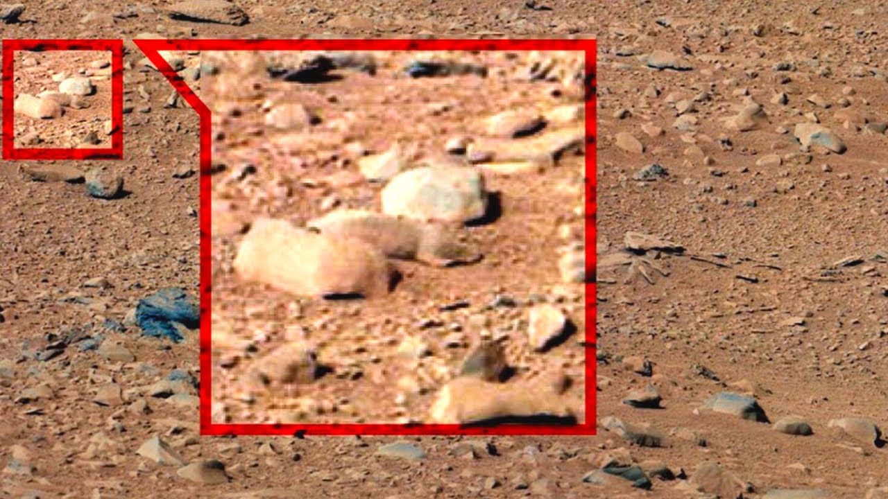 Mars Perseverance Rover Capture Big MOUSE Alive on MARS. New life ...