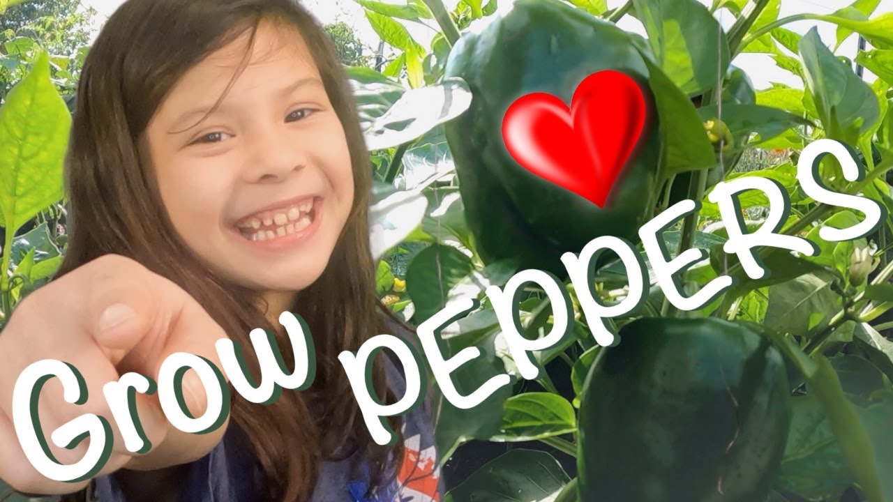 Pepper Growing Tips | Complete Guide: How to Grow Peppers | Straw Bale ...