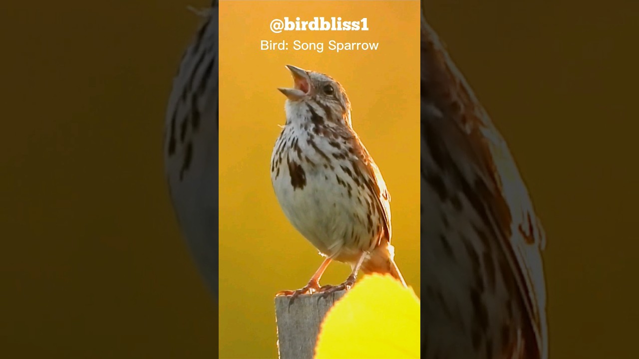 Laser-sharp bird sounds - 4 species of song Sparrow #birds #birdsong # ...