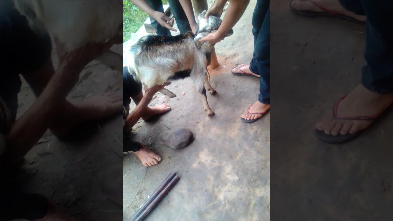 goat vasectomy // boka to khasi - YouTube