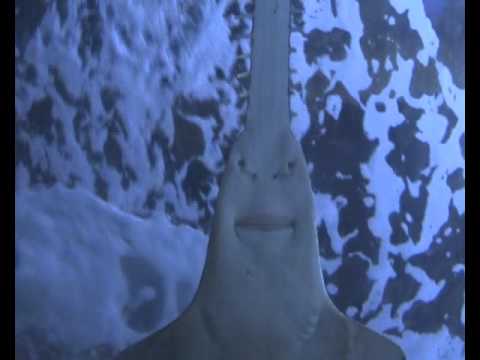 requin scie et requins pointes noires - YouTube