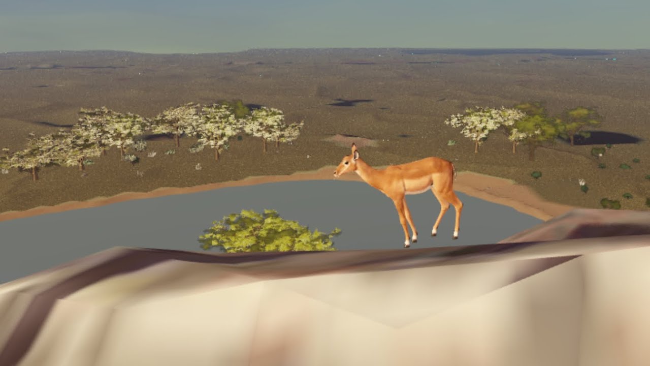 The Life of an Impala | Savanna Life - YouTube