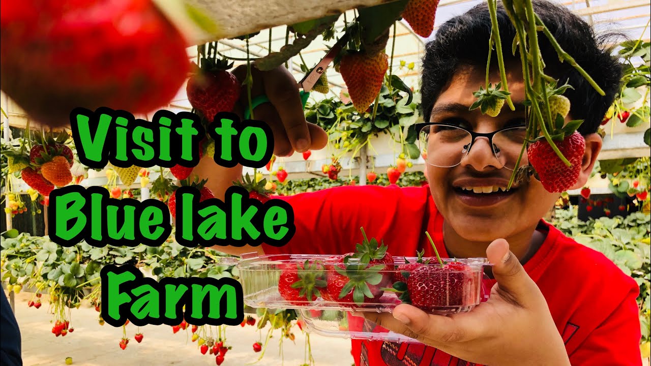 Visit to Blue Lake Farm/ Vlog - YouTube