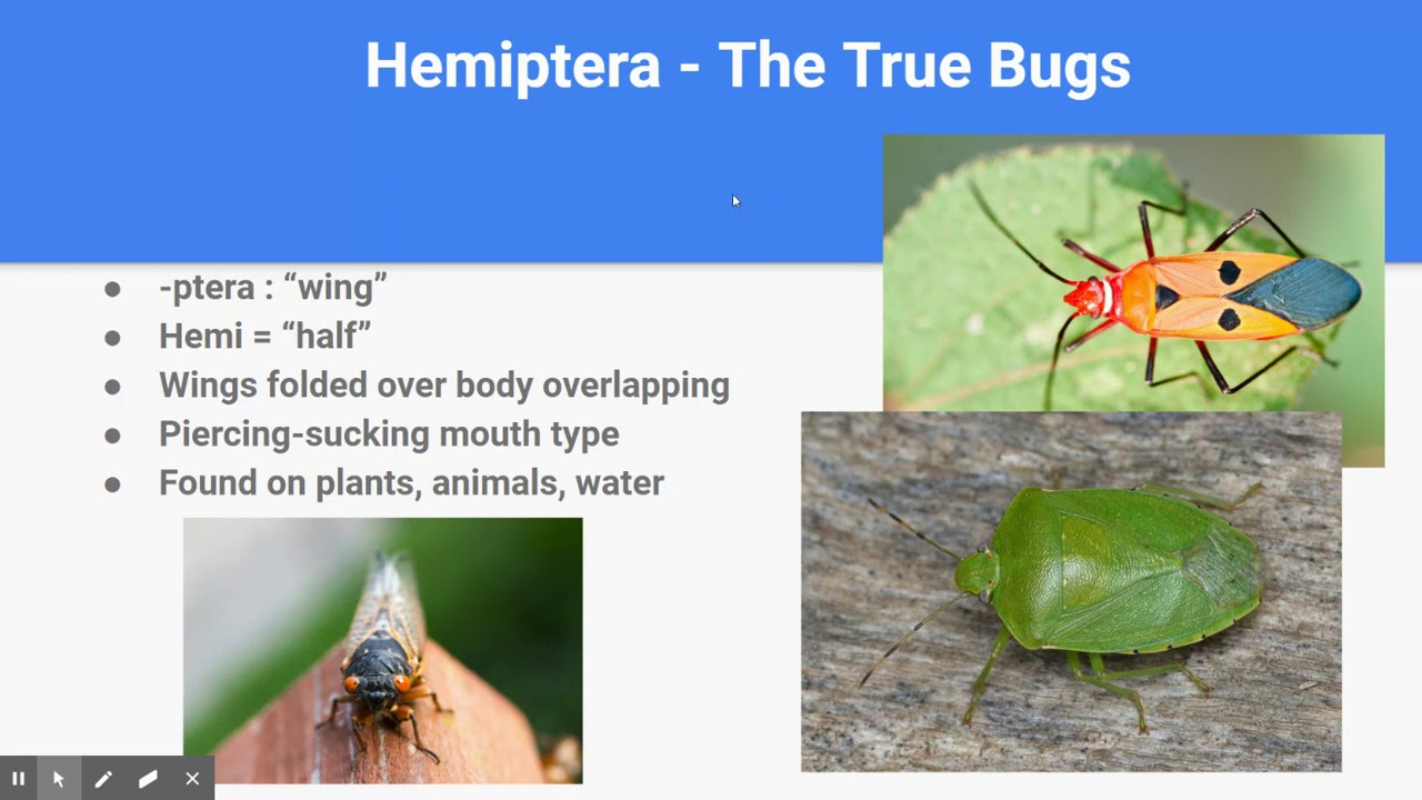 Insect Orders - Part 1 - YouTube