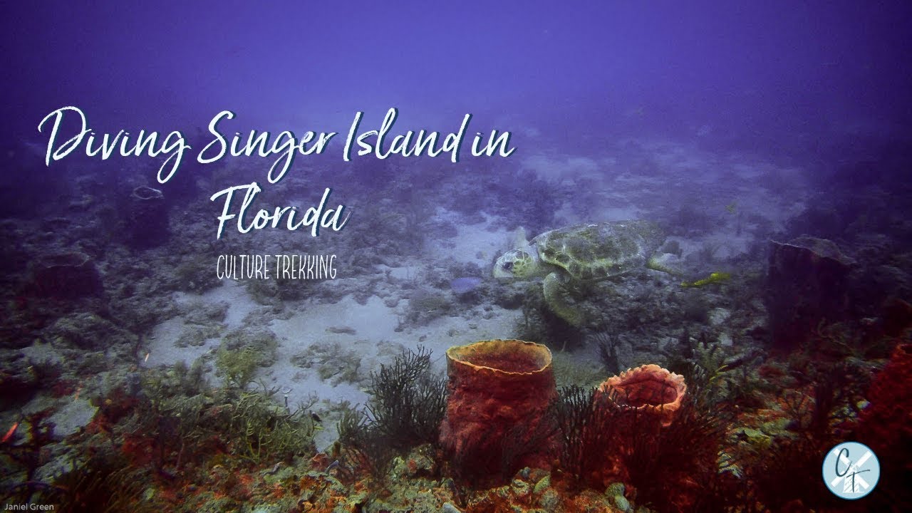 Diving Singer Island Florida - Sea Turtles, Sharks, and more! - YouTube