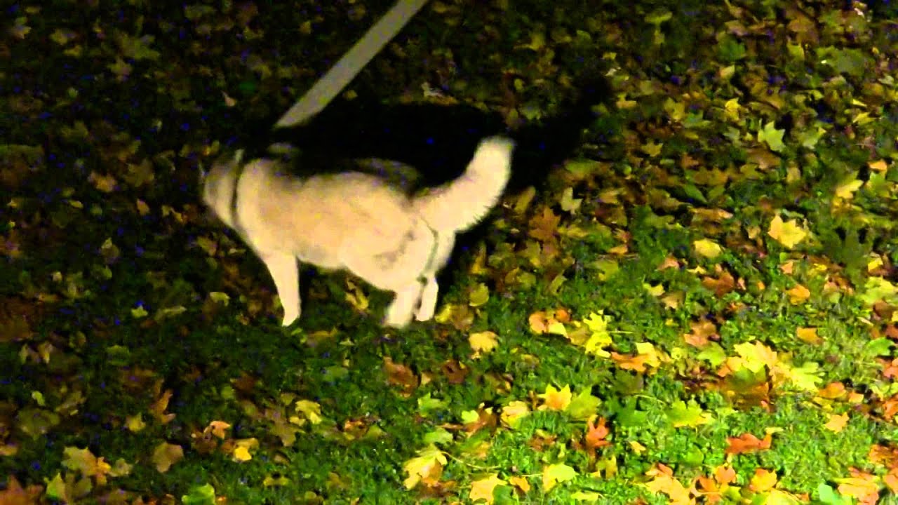 Dog with Pipe - YouTube