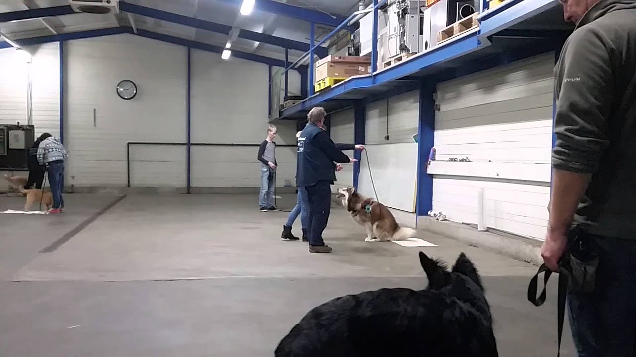 Sultan training - YouTube