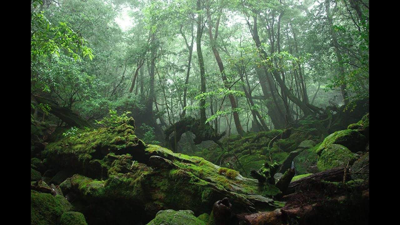 テスト雑 - YouTube