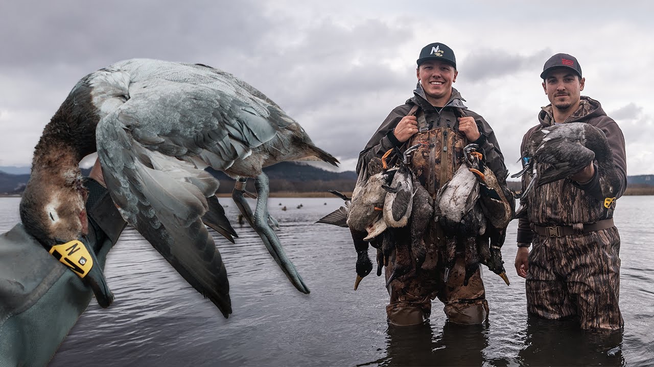 We Shot A Banded Canvasback w/ Nasal Tag from Manitoba | Minnesota Late ...