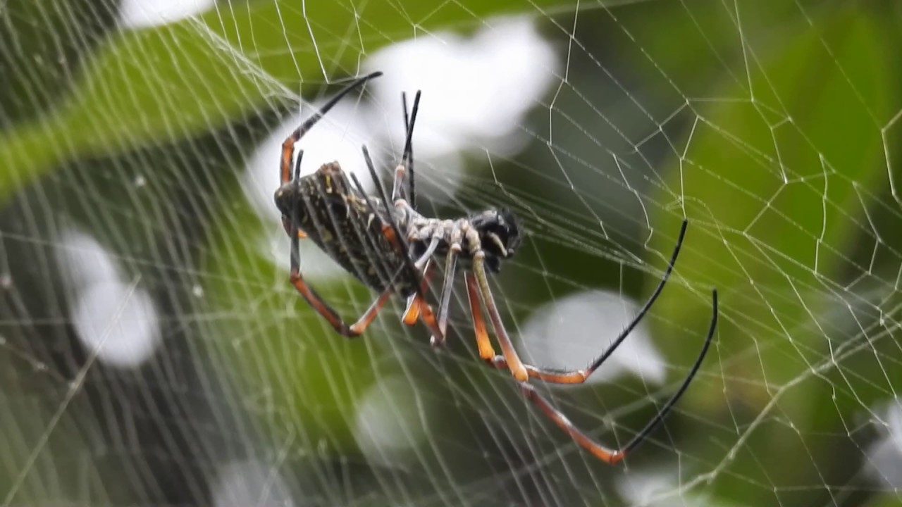 Trichonephila spider building sticky web - YouTube