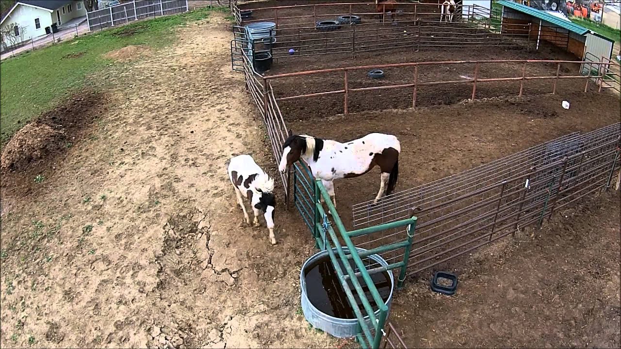 Phantom Bee - Horse Whisperer - YouTube