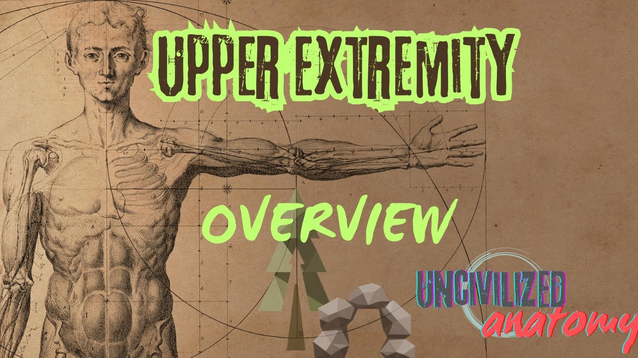 UV Anatomy UE overview - YouTube