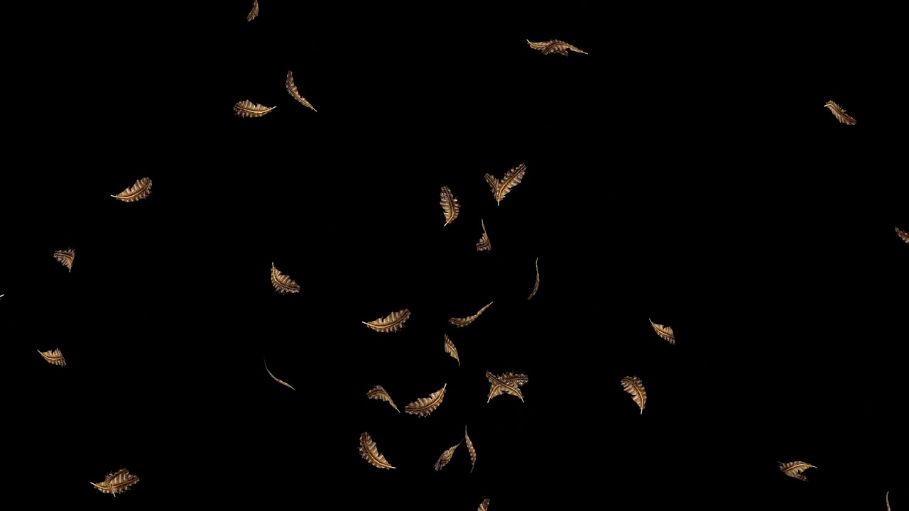 Falling Feather Brown HD Animation - YouTube