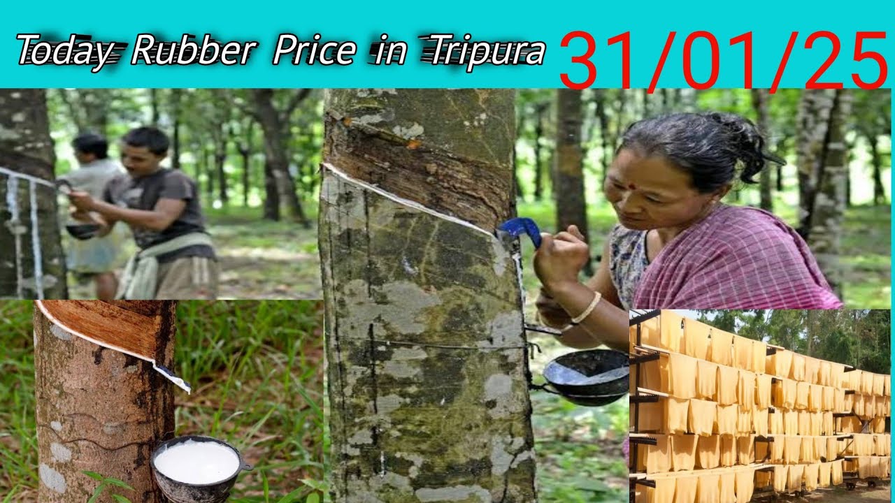 Today Rubber Price in Tripura || Tini ni rubber sheet Rate || 31/01/25 ...