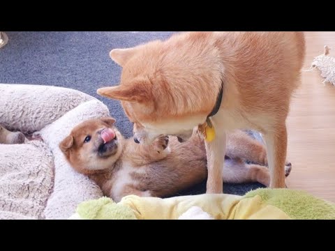 ur so cute, i wanna eete u in 1 go 😬 - YouTube