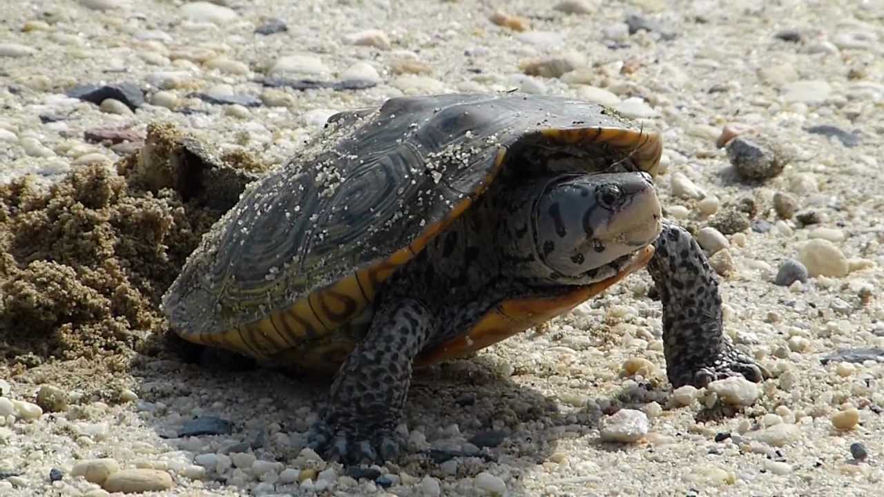 Diamondback Terrapin Laying Eggs - YouTube