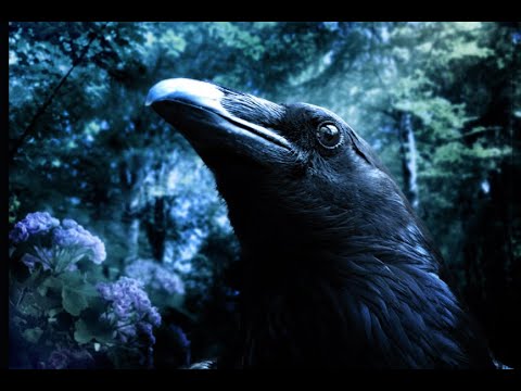 far from home (the raven)/ buy sam tinnesz \ - YouTube