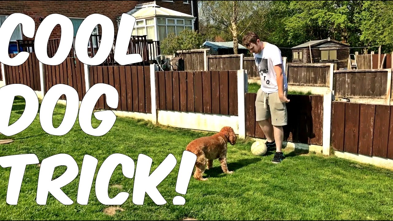 Cool Dog Trick! - YouTube