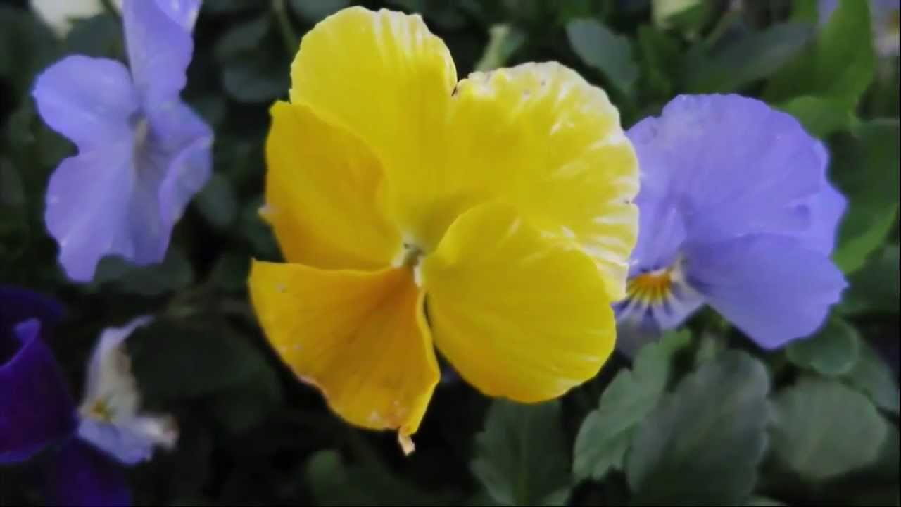 Flowers in Florence, Italy - YouTube