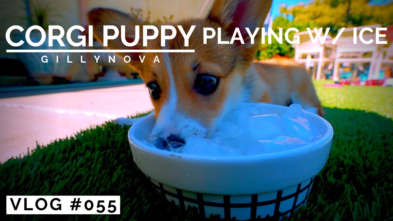 Corgi Puppy Playing w/ Ice [4K HD] - YouTube