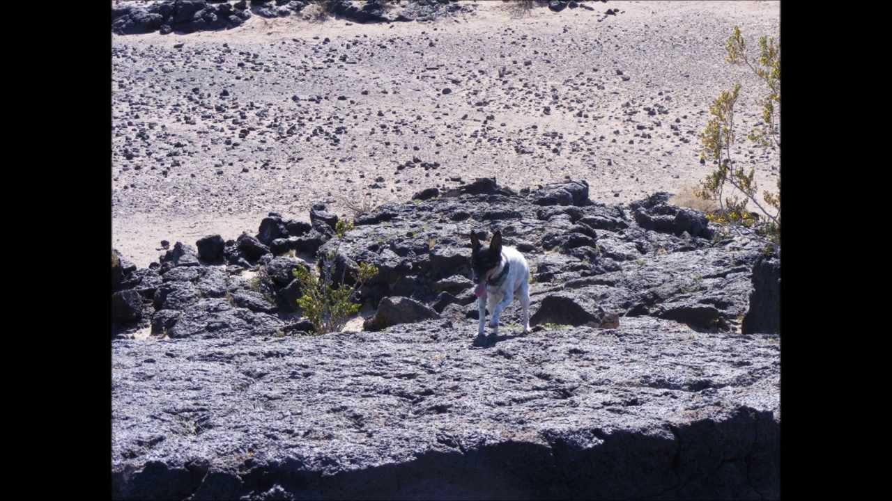 Joshua tree, Amboy crater - YouTube