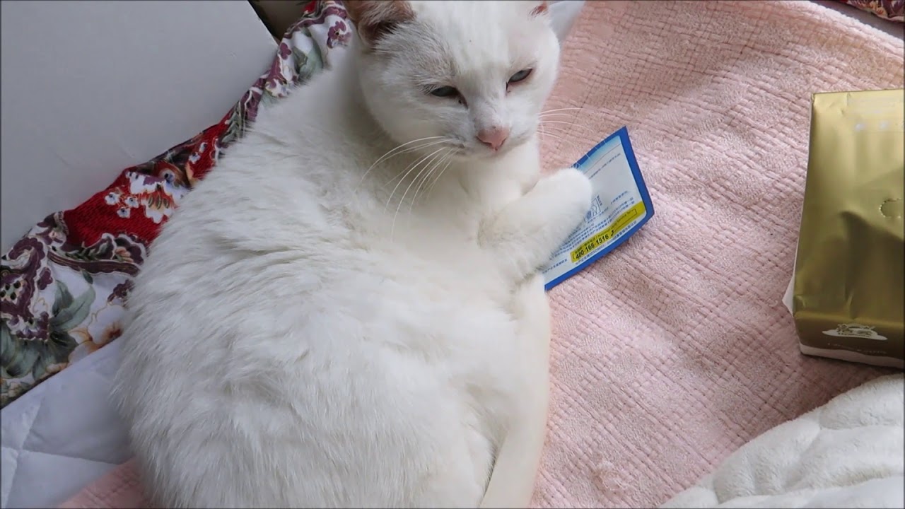 挠猫屁股，猫会有什么反应CAT BUTT SCRATCH REACTIONS - YouTube