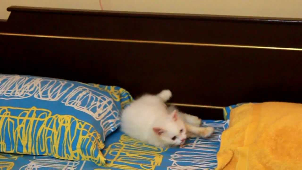 Introducing Buchi - The Persian Cat - YouTube