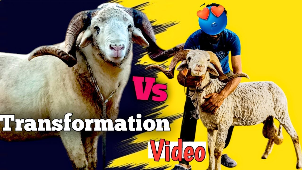 Skeleton sheep transformation into a beast | sheep transformation video ...