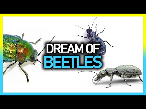What Does It Mean To Dream Of White Beetles