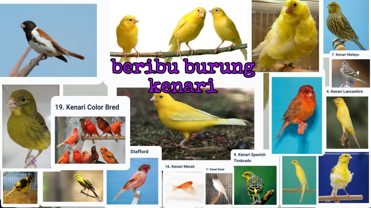 nama dan warna burung kenari sedunia - YouTube