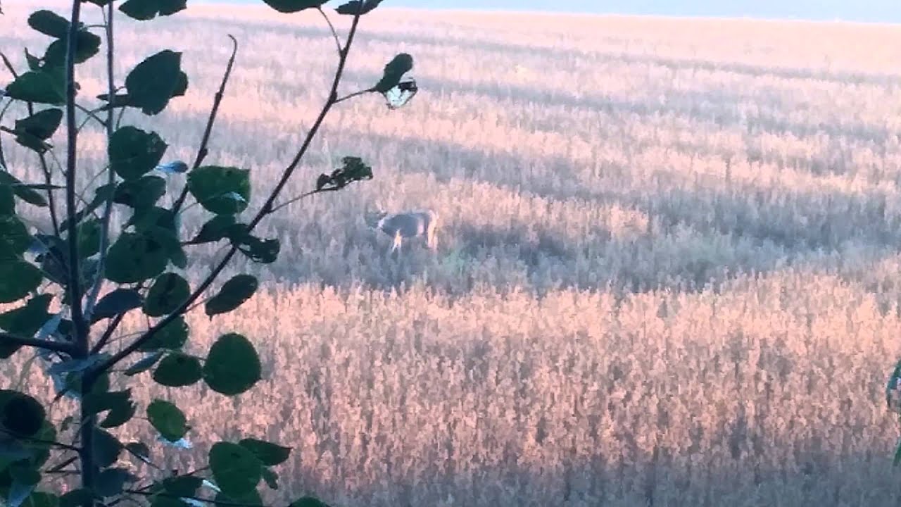Whitetail buck snorting - YouTube