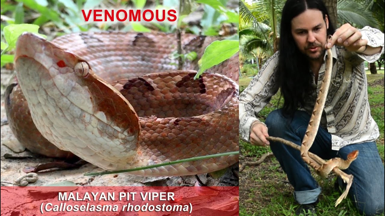 Handling the Malayan Pit Viper - YouTube
