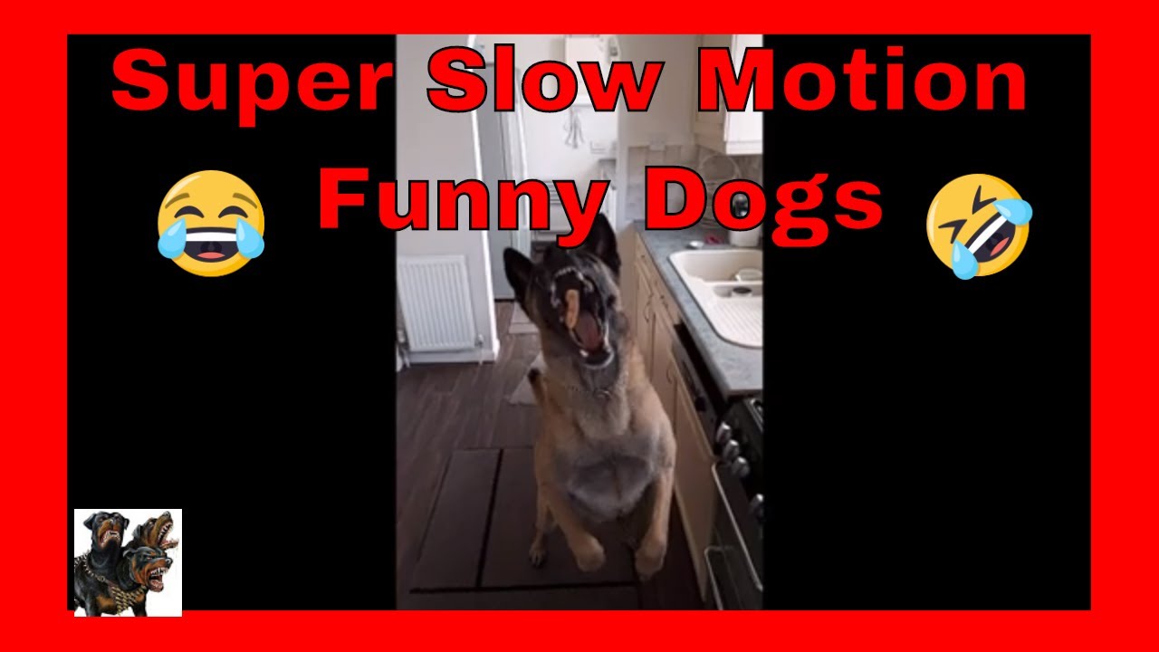 Slow Motion Capture Dogs - Funny Dogs slow motion - YouTube