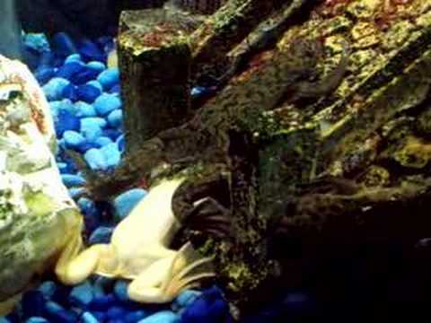 Feeding Time In African Clawed Frog Tank - YouTube