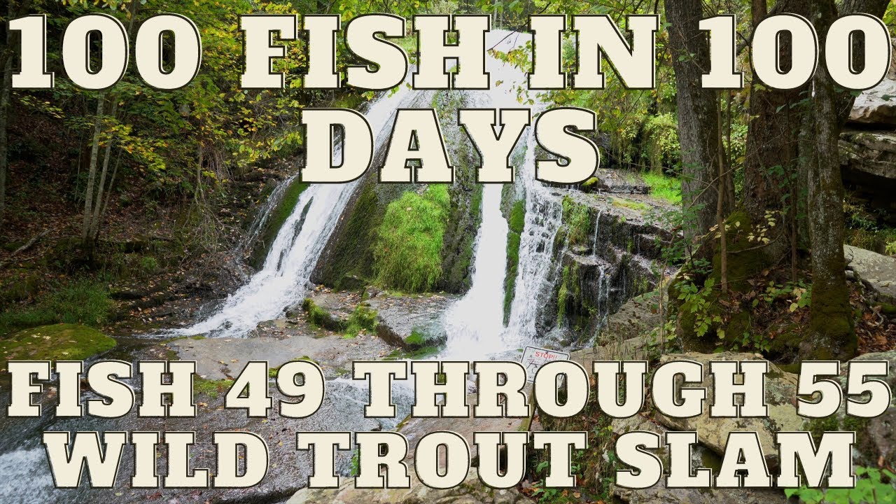 100 FISH IN 100 DAYS - FISH 49 THROUGH 55 WILD TROUT SLAM - YouTube