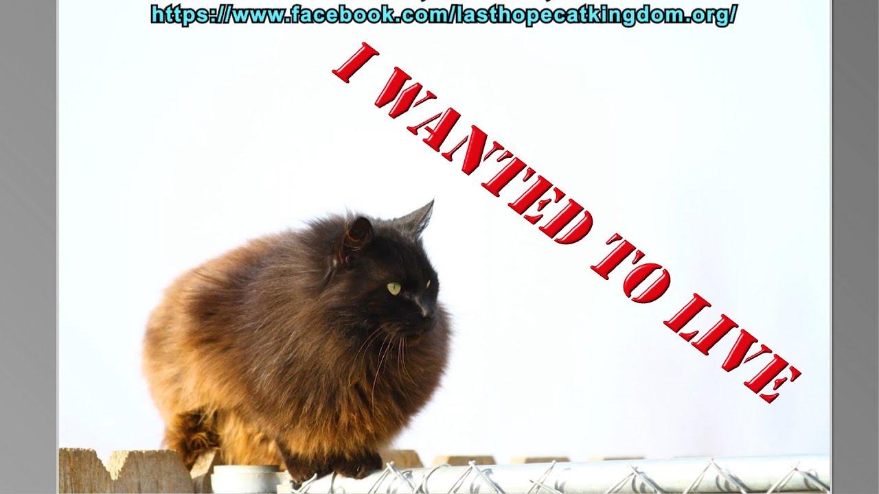 Vol 2, Last Hope Cat Kingdom mass euthanasia by Merced County Animal ...