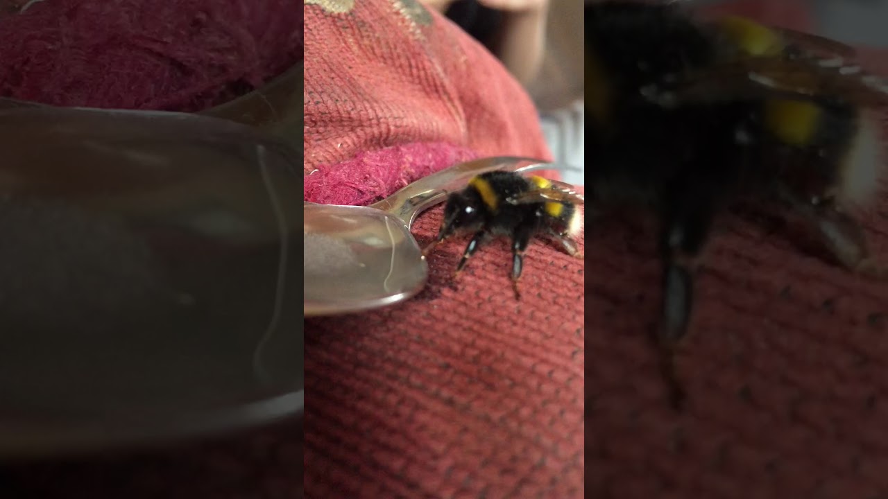 Bee drinking so cool to see - YouTube
