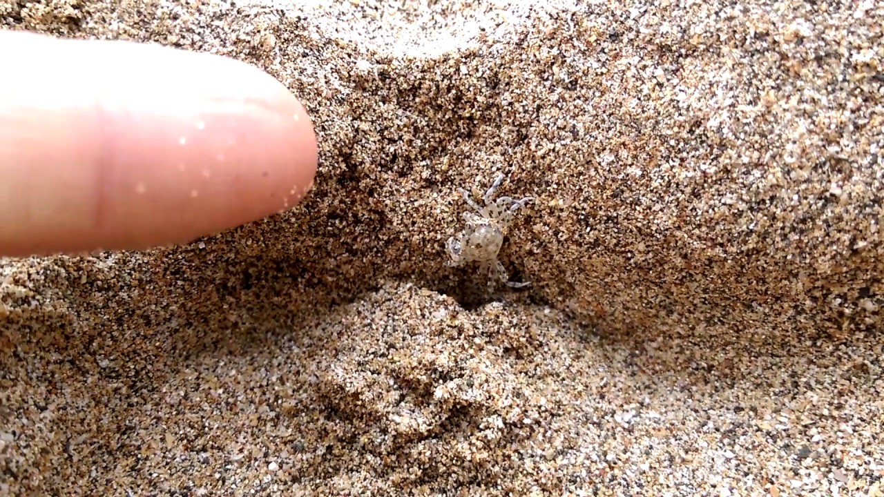 Super tiny baby crab on the beach - YouTube