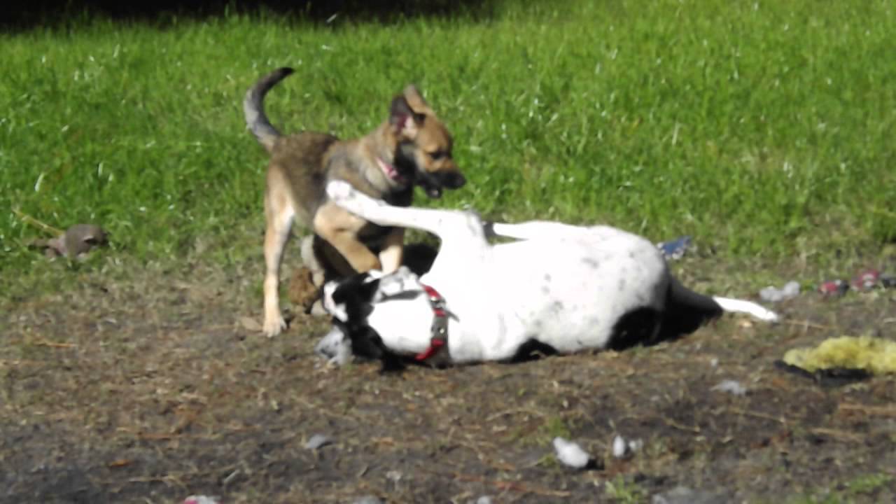 Wolf Dog puppy and Pit mix playing. - YouTube