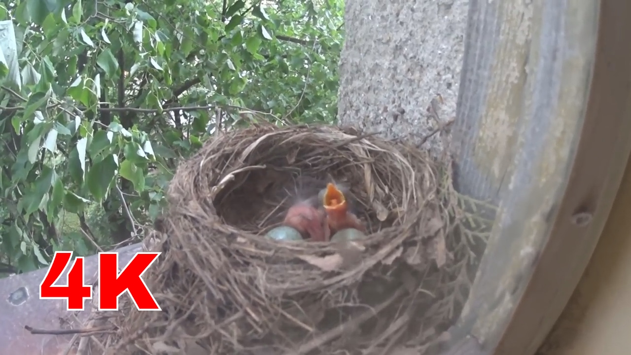The Birth of Birds 4K [Ultra HD] 幼鸟出生 - YouTube